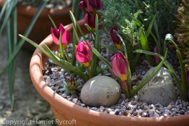James Bond’s Choice of Tulips – A PARROT'S NEST