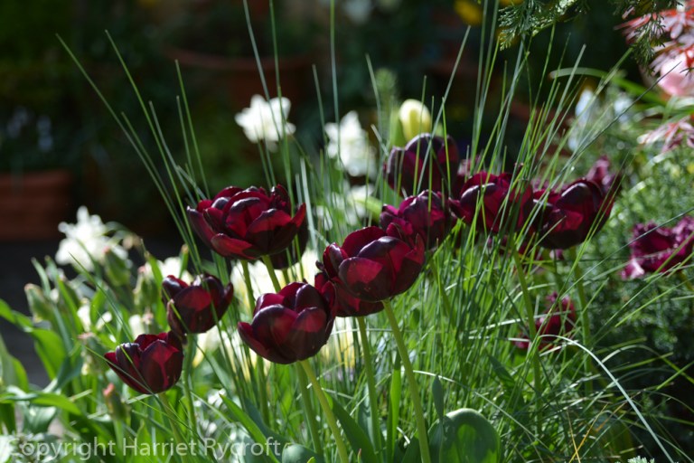 James Bond’s Choice of Tulips – A PARROT'S NEST