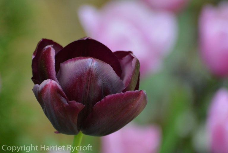James Bond’s Choice of Tulips – A PARROT'S NEST