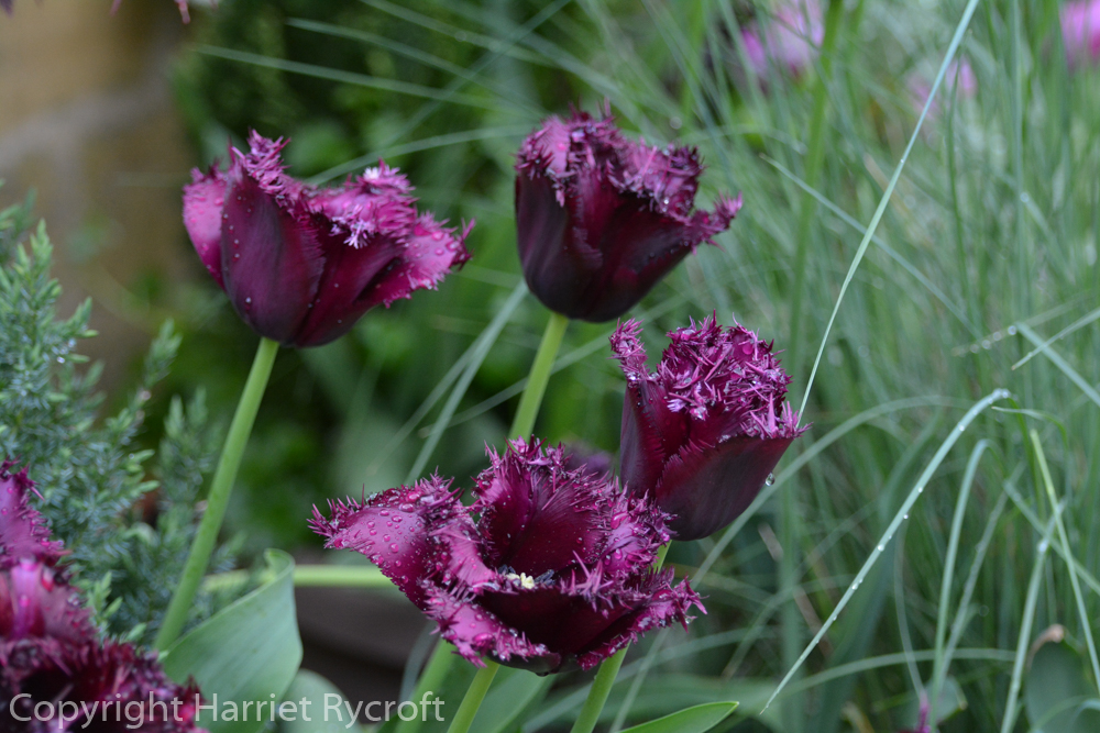 James Bond’s Choice of Tulips – A PARROT'S NEST