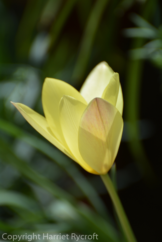 James Bond’s Choice of Tulips – A PARROT'S NEST
