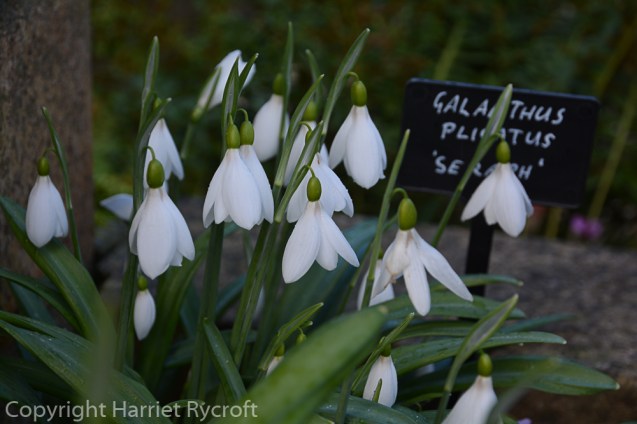 Snow It All – the reluctant galanthophile – A PARROT'S NEST